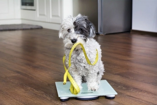 What determines a dog’s ideal weight? | Pets4Homes