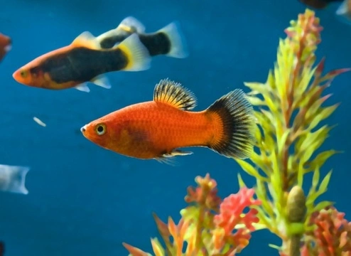 Top Tips on Keeping Aquarium Fish for Beginners | Pets4Homes
