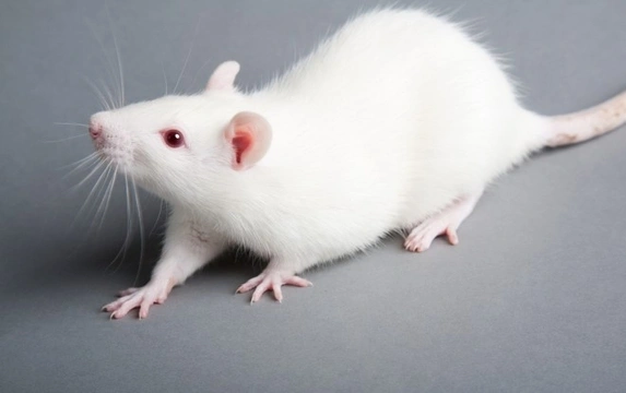 Some fun and interesting facts about rats | Pets4Homes