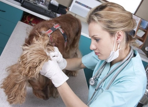 Alopecia in dogs - What to do if your dog is losing his fur | Pets4Homes