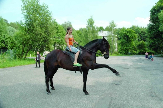 Zajímavosti o španělských koních – 1. | iFauna