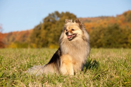 What is a Spitz Dog ? | Pets4Homes