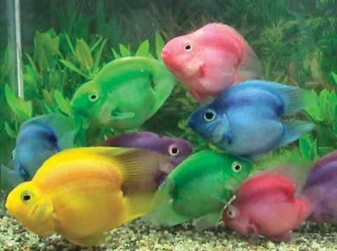 The phenomenon of dyed fish, and how to avoid it | Pets4Homes