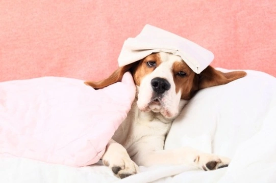Common dog illnesses and how to spot them | Pets4Homes