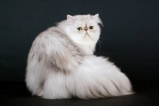 Why is the Persian such a popular pedigree cat breed? | Pets4Homes