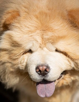 Entropión en perros: causas y tratamiento | MundoAnimalia