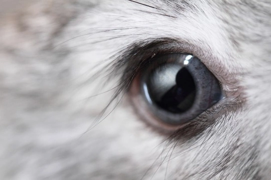 Rabbits and their vision | Pets4Homes