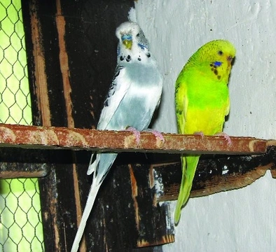 Z chovu andulek pro začínající | iFauna