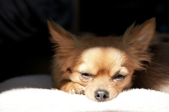 Photophobia or light sensitivity in dogs | Pets4Homes