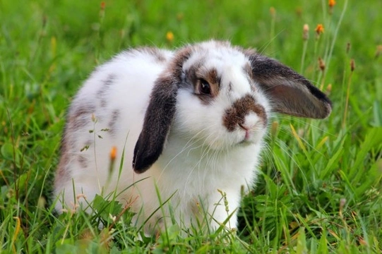 Interesting Facts about Rabbits | Pets4Homes