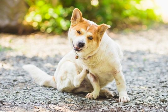 Top Five Causes of Itching in Dogs | Pets4Homes