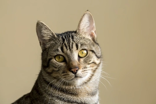 What are Feline Odontoclastic Resorptive Lesions (FORLs) ? | Pets4Homes