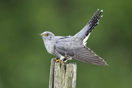 What is the RSPB’s Red List? | Pets4Homes