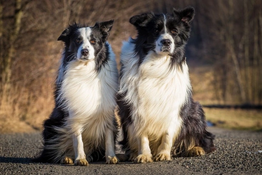 Hypotension in the dog | Pets4Homes