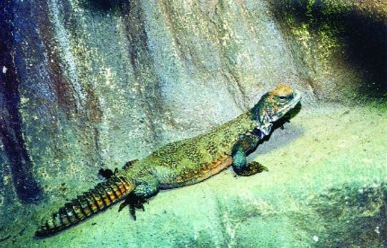 AGAMY – na pokračování | iFauna