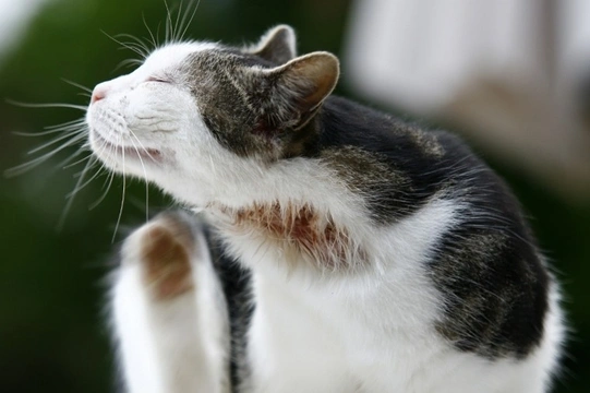 All about pyoderma in cats | Pets4Homes