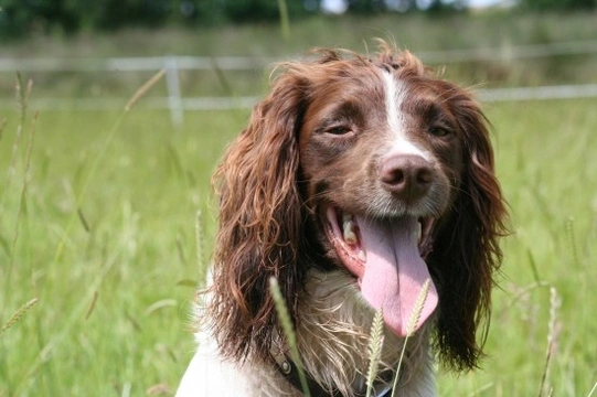 10 Highly affectionate and social dog breeds | Pets4Homes