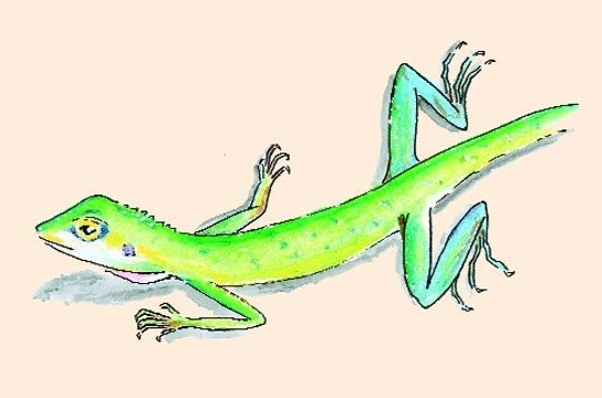 Agamy – na pokračování | iFauna