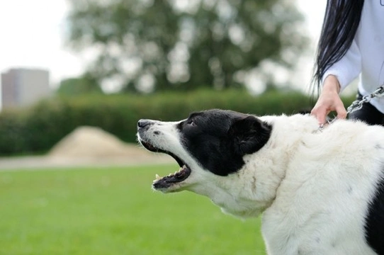 Dogs and Fear Aggression towards People | Pets4Homes