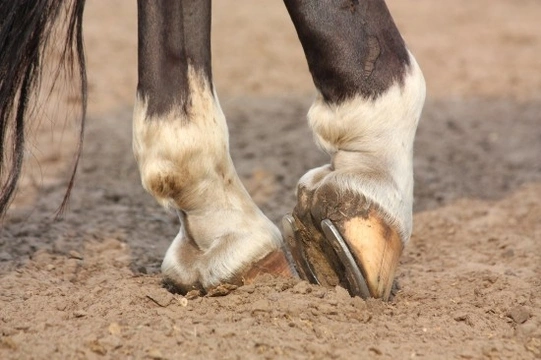 What is Equine Pastern Dermatitis? | Pets4Homes