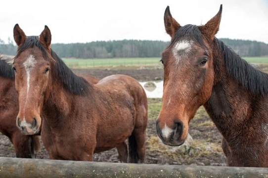 How to deal with mud rash and rain scald in your horse or pony | Pets4Homes