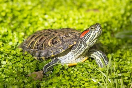 New EU regulations on invasive species: What does this mean for turtle ...