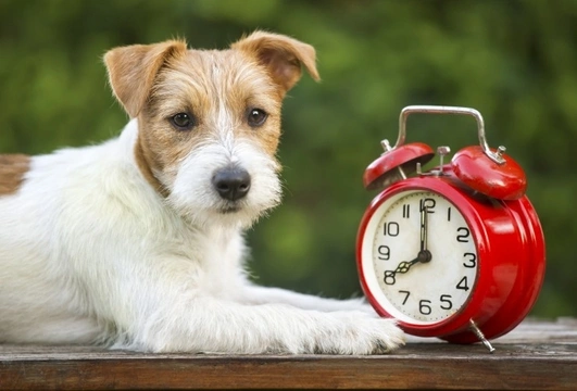 Managing your dog when the clocks go back | Pets4Homes
