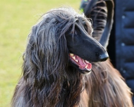 Cane Levriero Afgano: Info, Prezzo dei Cuccioli e dove trovarlo ...