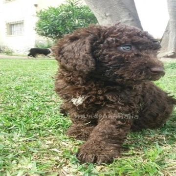 Perro de agua español o Turco andaluz | MundoAnimalia