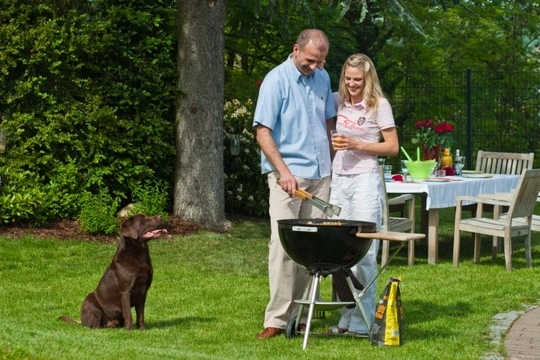 Summer safety tips - Your dog and your barbecue | Pets4Homes