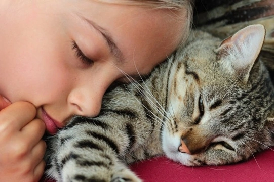 7 Great Ways a Cat Shows Their Affection | Pets4Homes