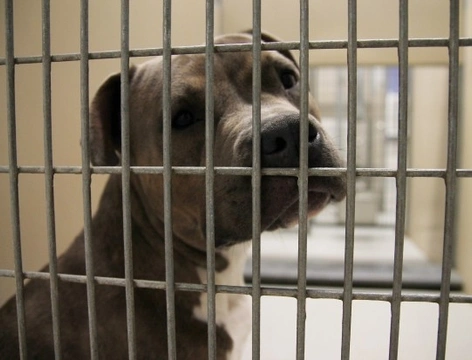 All About Dog Rescue Centres | Pets4Homes