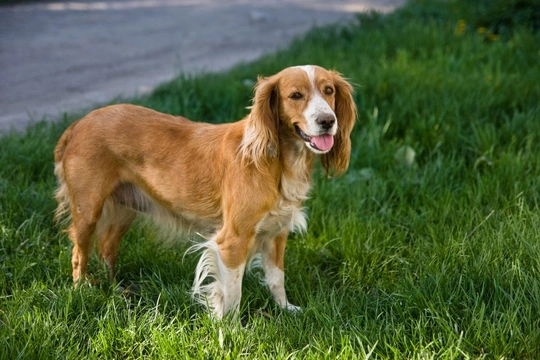 Hypokalaemia or low potassium levels in dogs | Pets4Homes