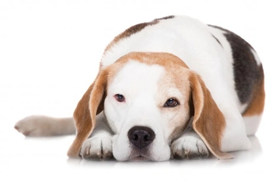 Red eye in the dog - What causes it and what can be done about it ...