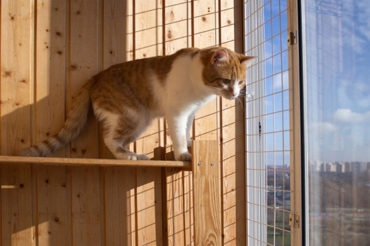 Is a cat more likely to survive a fall from a great height than a more ...