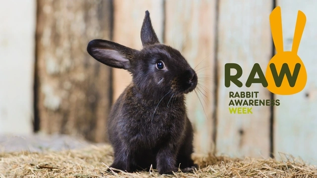 Rabbit Awareness Week 2022 | Pets4Homes