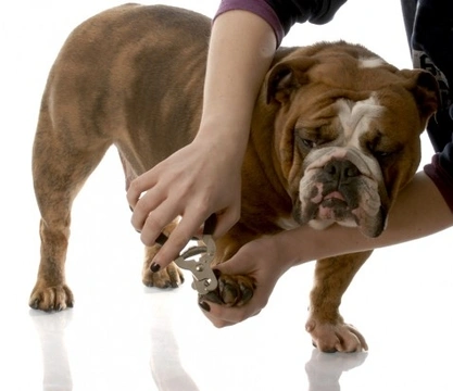 Trimming your dogs claws - a step by step guide | Pets4Homes