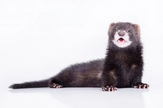 The six main causes of gastrointestinal disease in ferrets | Pets4Homes