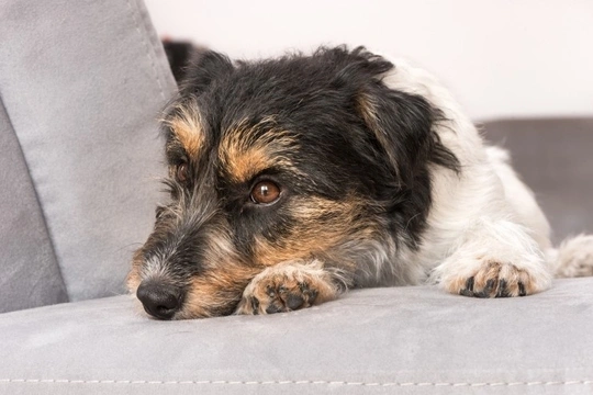 Bacterial Enteritis in Dogs | Pets4Homes