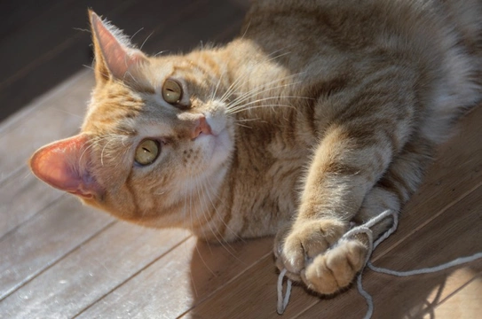 Problems that can arise with polydactyly in cats | Pets4Homes