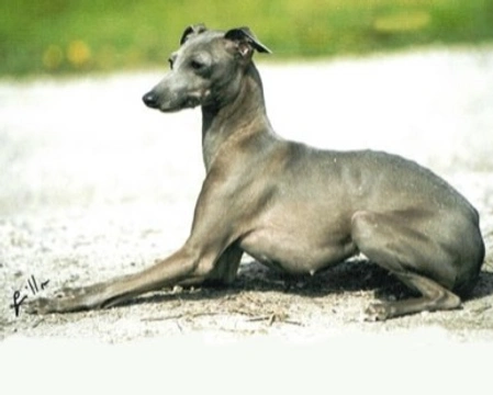 Il Piccolo Levriero Italiano, il più piccolo dei levrieri | AnnunciAnimali