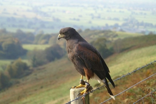 Guide to Beginning Falconry | Pets4Homes