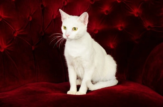 Some frequently asked questions about the Khao Manee cat breed | Pets4Homes