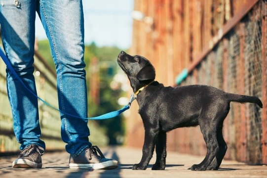 Six skills that urban dogs need to navigate their city environments ...