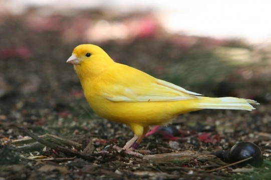 Common Illnesses in Canaries | Pets4Homes