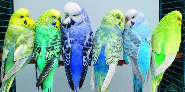 Duhová andulka – miniseriál 2. část | iFauna