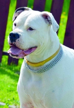 Americký buldok | iFauna