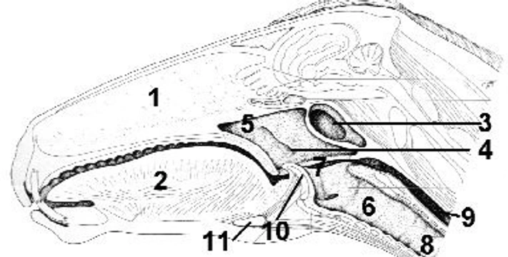 Jak funguje kůň - část 19.: Hrtan, průdušnice, plíce | iFauna