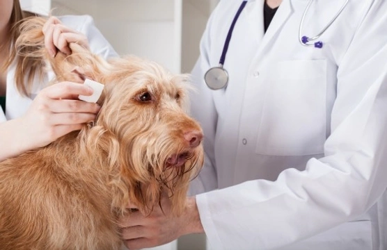 Otitis Externa in Dogs | Pets4Homes