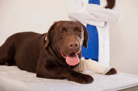 Total Elbow Replacement in Dogs | Pets4Homes